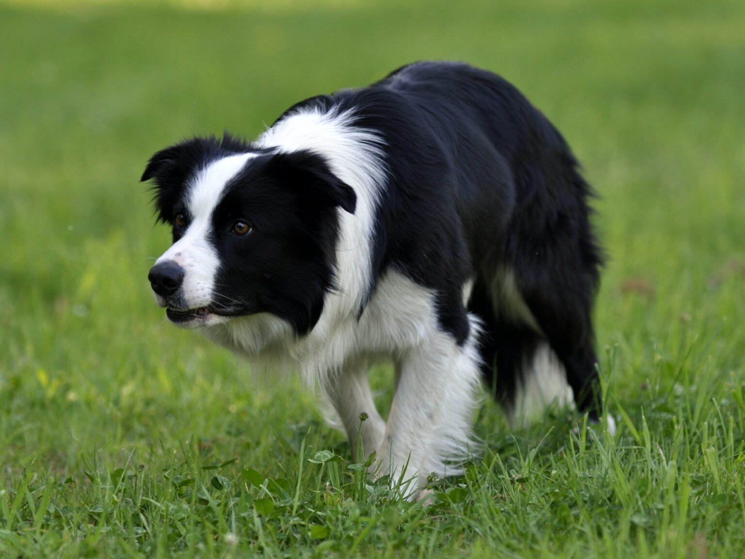 Kody - Thundering Paws Farm