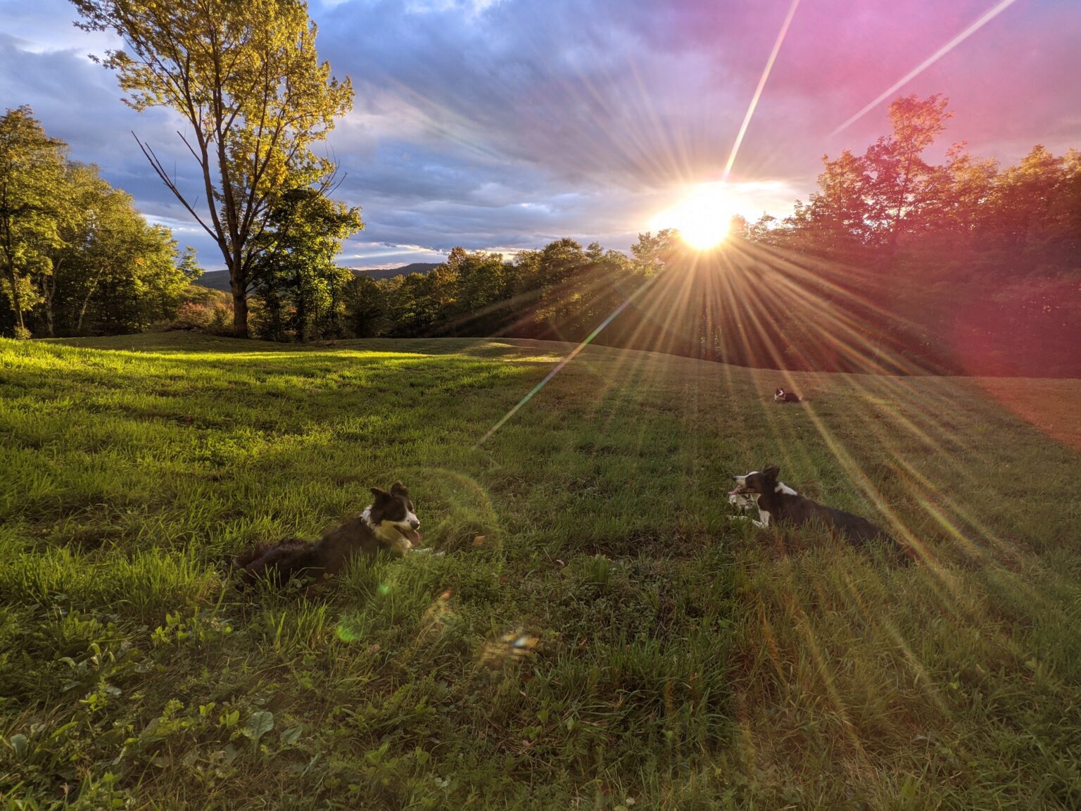 The Dogs - Thundering Paws Farm