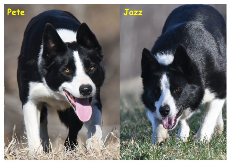 Jazz x Pete Pups - Thundering Paws Farm