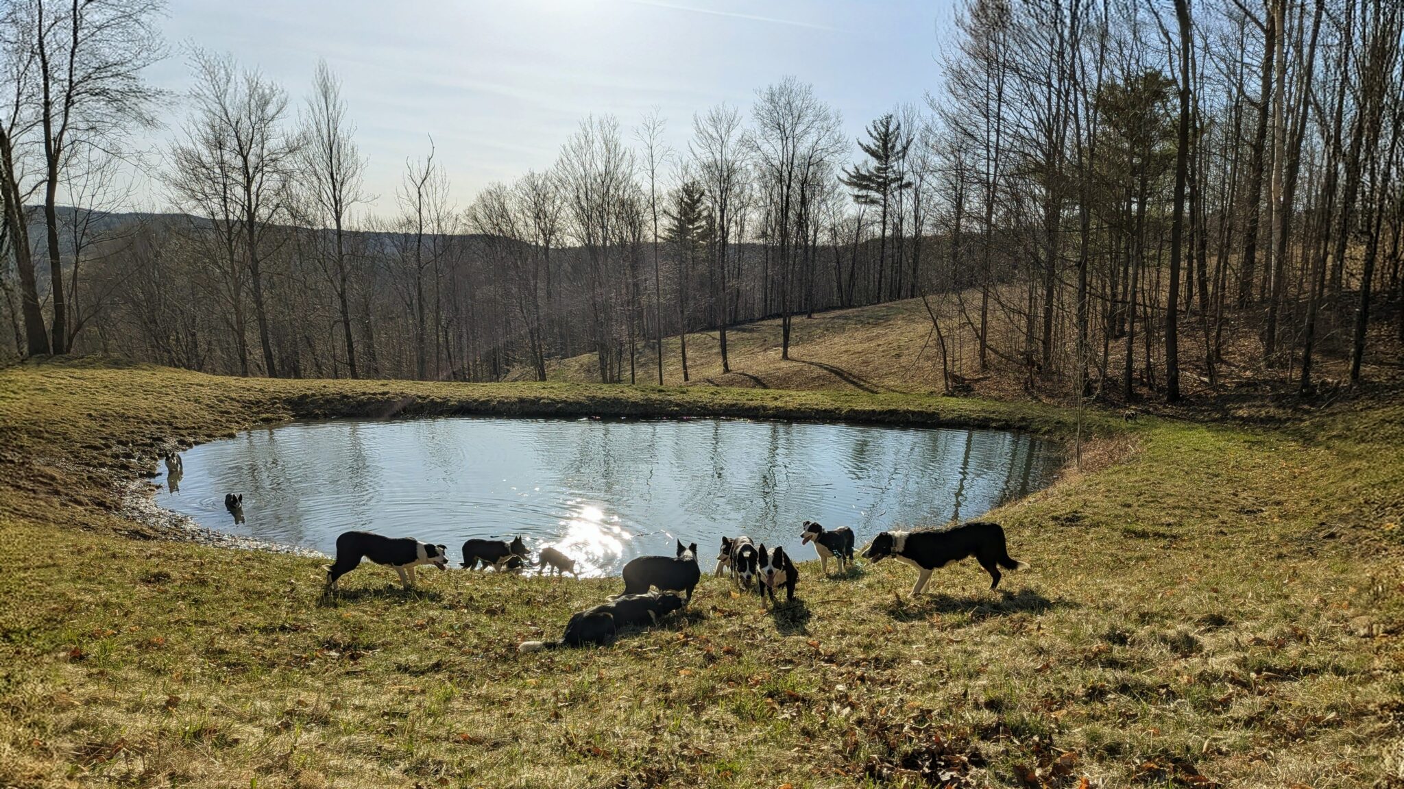 Tick Season 2026 Is Here! - Thundering Paws Farm